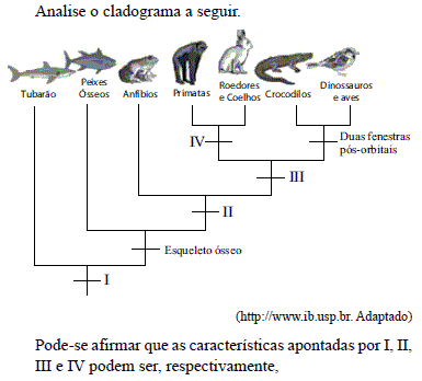 Cladograma De Primatas Com Caracteristicas